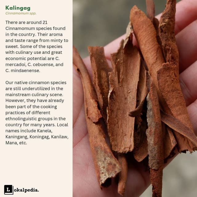 Herbs and spices of the philippines